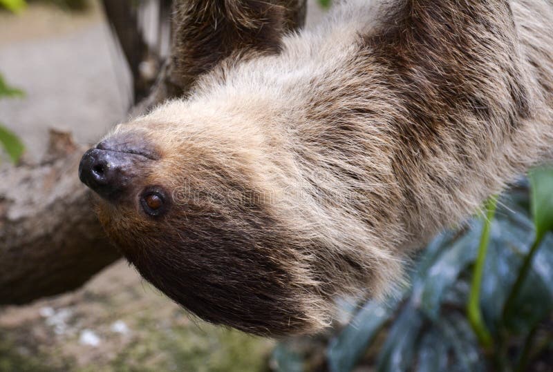 Sloth stock image. Image of tropics, forest, animal - 317780671