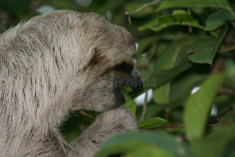 Sloth eating stock photo. Image of sloths, three, venezuela - 1464694