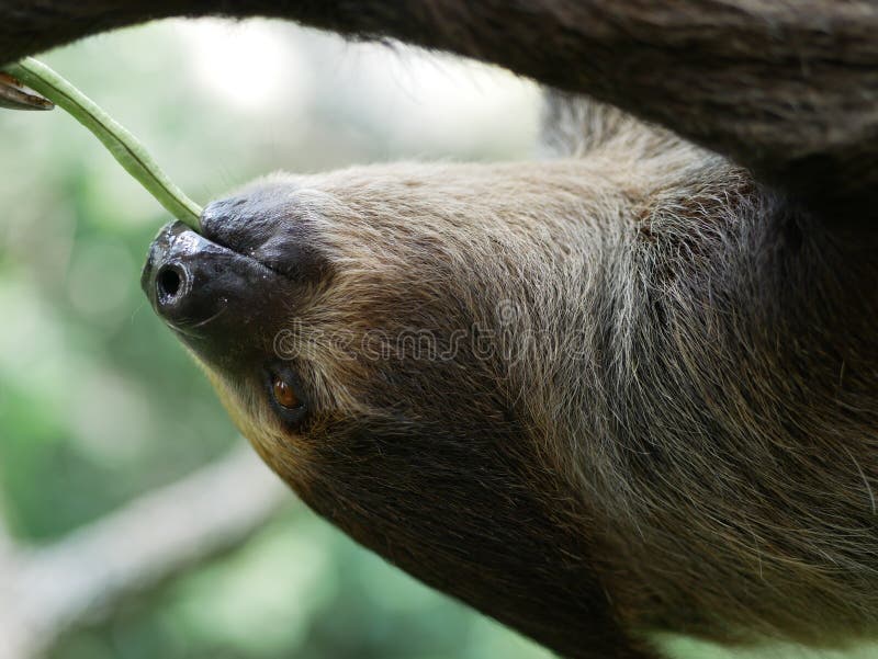 Sloth Eats Healthy Upside Down Stock Image - Image of young, upside ...