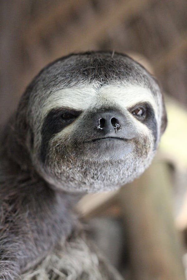 Sloth stock image. Image of amazonjungle, sloth, amazon - 48012503