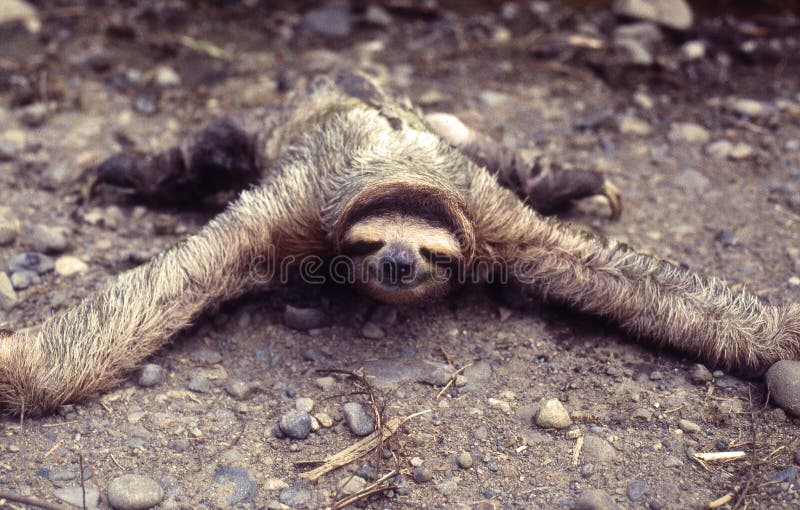 Sloth Folivora or Pereza stock photo. Image of america - 9607744