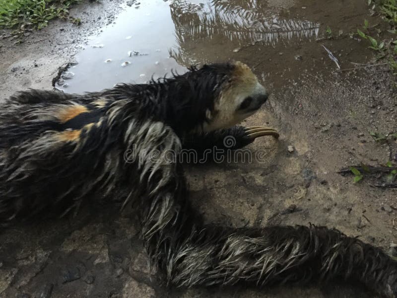 Sloth on the ground stock image. Image of closeup, brown - 26973211