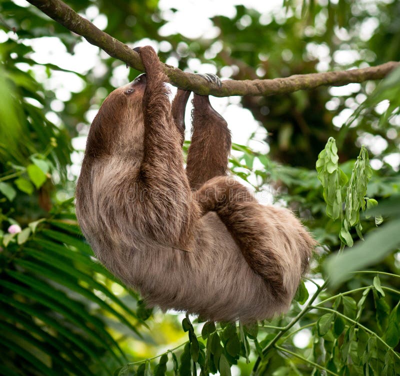 Sloth Hanging from a Branch in the Jungle Stock Image - Image of tree ...