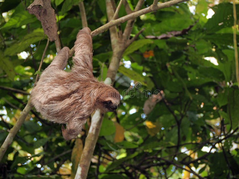 Sloth Hanging from a Branch in the Jungle Stock Image - Image of tree ...