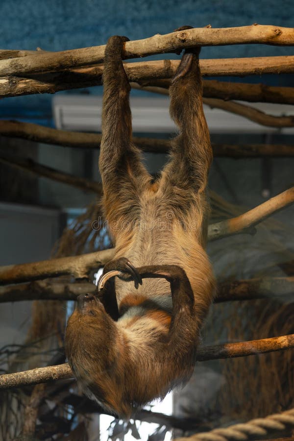 Branches Upside Down into the Puddle Stock Image - Image of autumn ...
