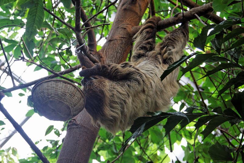 Sloth Hanging on a Tree stock image. Image of fury, canada - 11222797