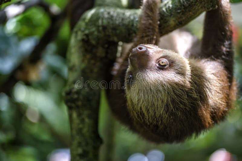 Sloth stock photo. Image of protection, sloth, palm, america - 96946770