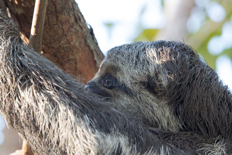 Sloth Hanging from a Tree in the Amazon Stock Image - Image of looking ...