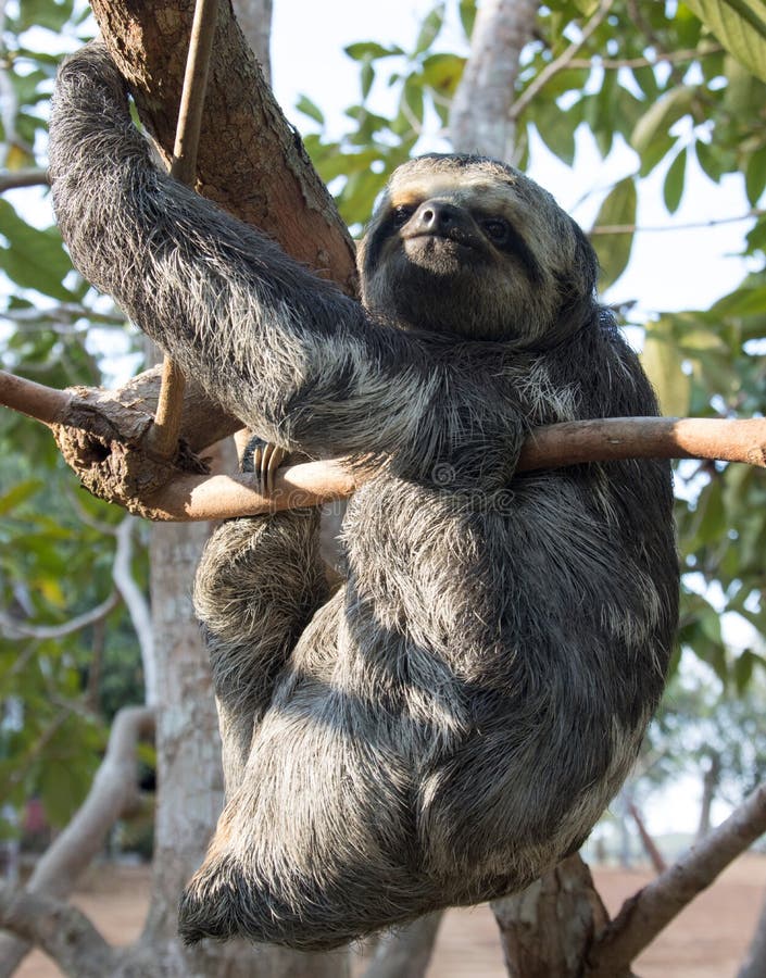 Sloth Hanging from a Tree in the Amazon Stock Photo - Image of ...