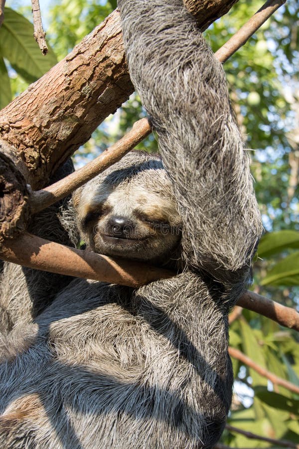 Sloth Hanging from a Tree in the Amazon Stock Photo - Image of soft ...