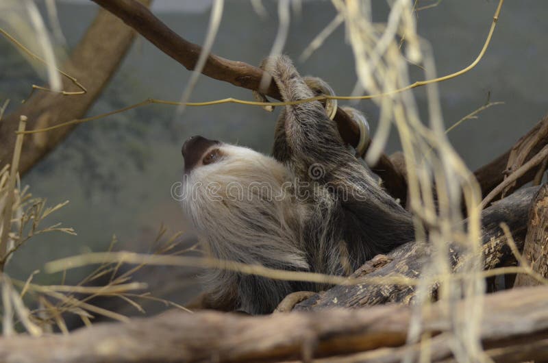 Sloth Hanging from a Tree Branch Stock Photo - Image of wild, animal ...