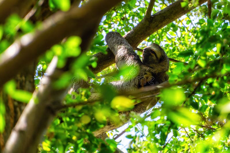 A Sloth Hanging from a Tree in Centenario Park in Cartagena Stock Photo ...