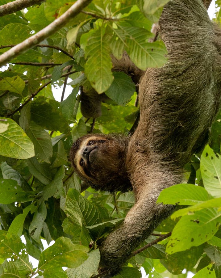 Sloth in Costa Rica stock image. Image of squirrel, cute - 131767911