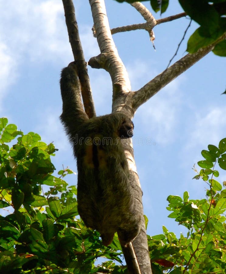 Sloth Hanging in a Tree in Costa Rica Stock Image - Image of climbing ...