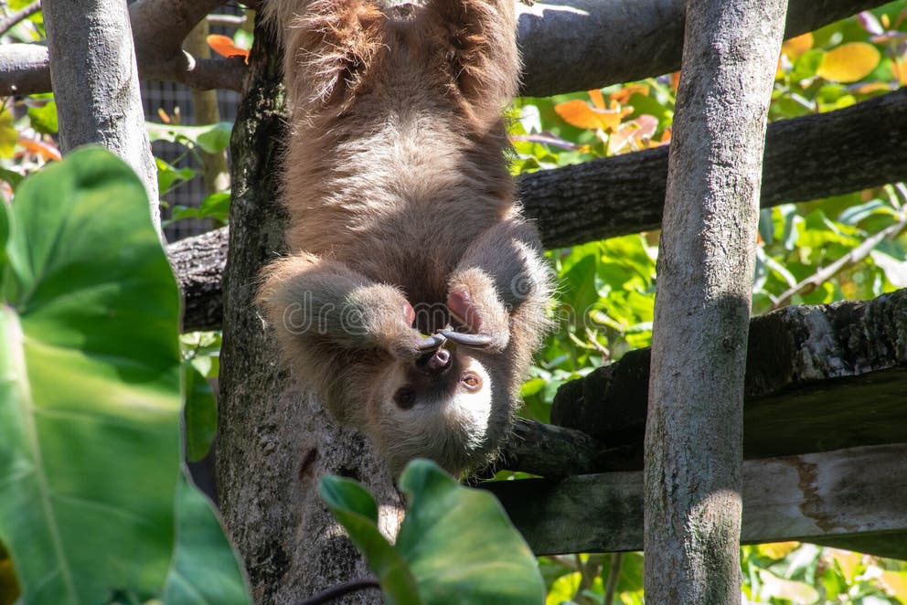 Sloth Hanging Upside Down with Claws in Front of Face Stock Image ...