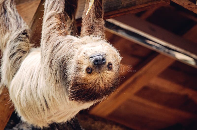 Sloth hanging upside down stock photo. Image of upside - 163887420