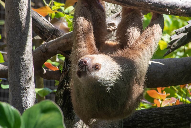 Sloth Hanging upside down stock photo. Image of cute - 258523318