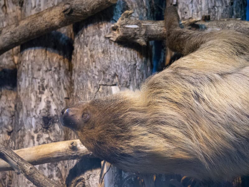Sloth Hanging Upside Down on a Tree Branch Stock Photo - Image of ...