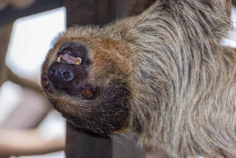 Sloth is Hanging Upside Down in the Tree. Portrait Stock Image - Image ...
