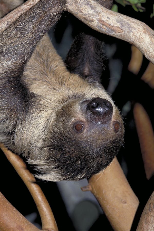 Sloth Hangs from a Tree Upside Down Stock Image - Image of cute ...