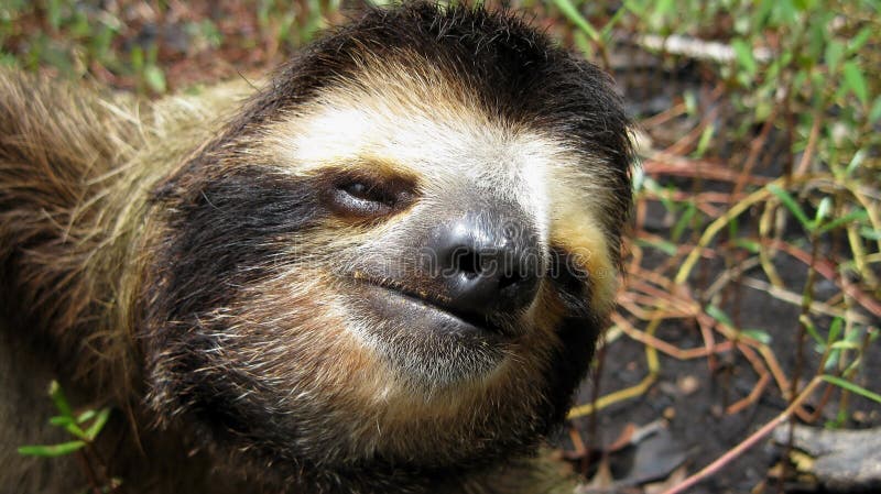 Sloth head stock photo. Image of scenic, lazy, panama - 26501386