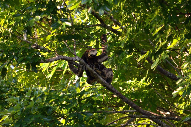 Sloth in the Jungle on the Banks of the Rio Ariau, Amazon Stock Photo ...