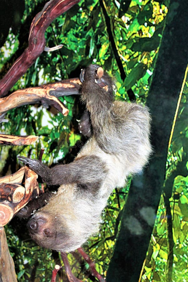 157 Gray Sloth Stock Photos - Free & Royalty-Free Stock Photos from ...