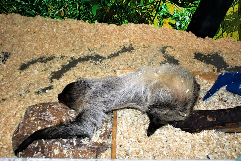 137 Gray Sloth Stock Photos - Free & Royalty-Free Stock Photos from ...