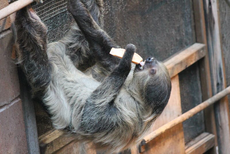 Sloth Long Clawed Eating (Choloepus Hoffmanni) on Building Stock Image ...