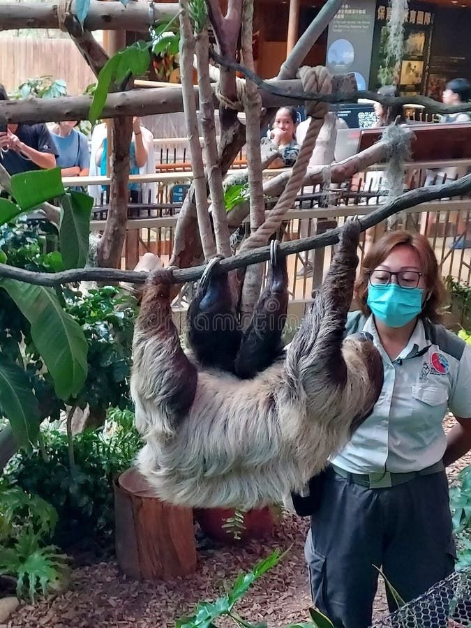 Sloth at Ocean Park Hong Kong on 19 August 2023 Editorial Stock Photo ...