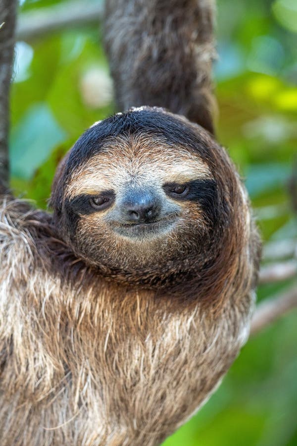 Sloth Posing on a Tree Branch Stock Image - Image of furry, branch ...