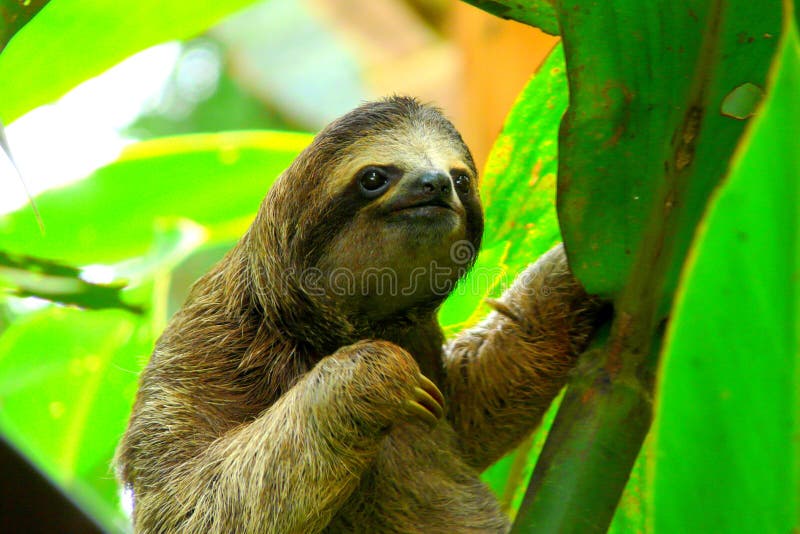 Sloth in Puerto Viejo, Costa Rica Stock Photo - Image of hairy, amazon ...