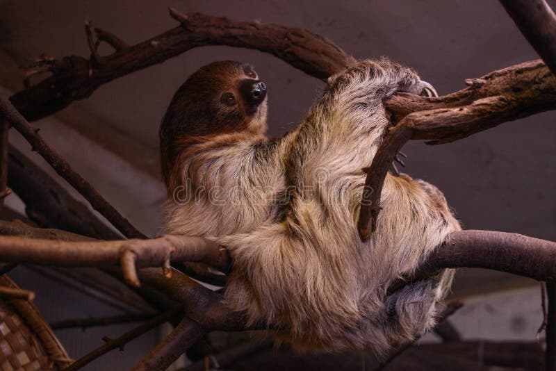 Sloth resting stock photo. Image of mammal, resting, branch - 81153010