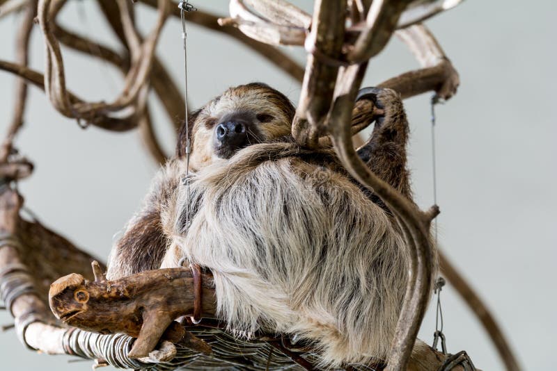 Sloth Resting on His Sleeping Place Stock Image - Image of concepts ...