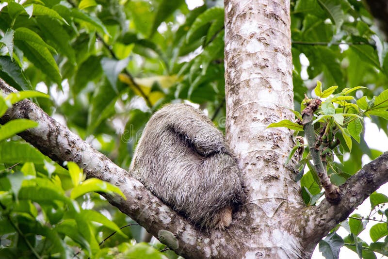 Sloth Sitting on Top of the Tree Branch Stock Image - Image of sitting ...