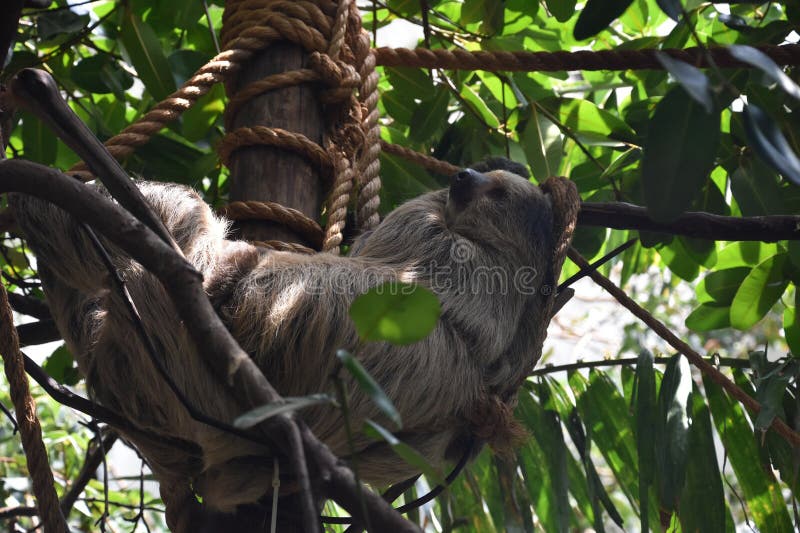 Sloth Sitting in a Tree Taking a Nap Stock Image - Image of tree, close ...