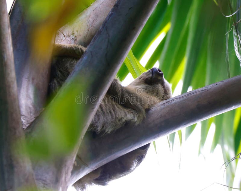 Sloth Sleeping Chilling on a Palm Tree Stock Image - Image of summer ...