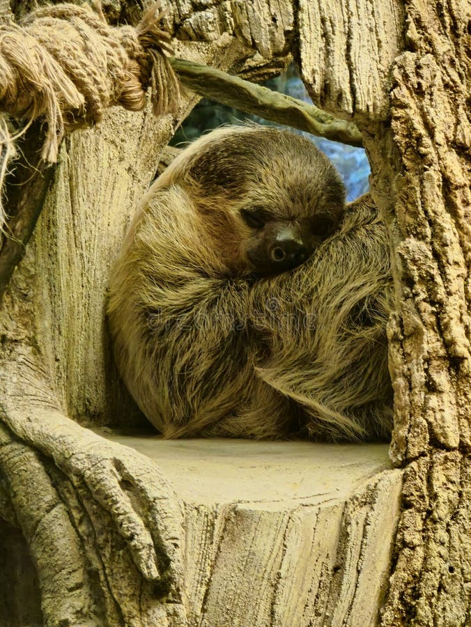 Sloth sleeping in a tree stock photo. Image of tree - 353425028