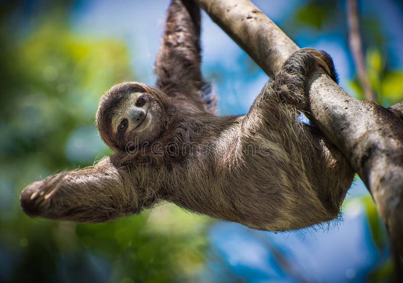 Happy sloth stock photo. Image of cute, costa, rain, south - 49063562