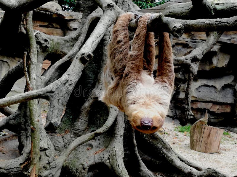Sloth is swinging stock image. Image of swinging, swing - 147792001