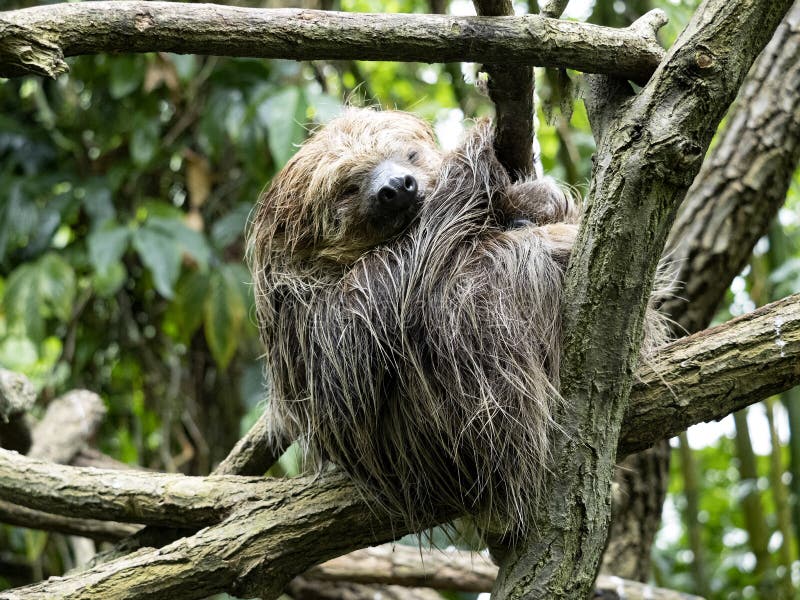 The Sloth Three Toed, Bradypus Tridactylus, Napping between Branches ...