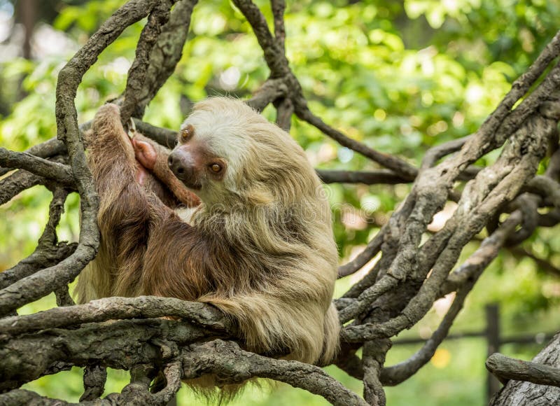 Sloth in Tree stock image. Image of creature, foliage - 268280561
