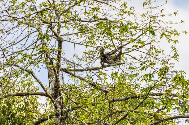 Sloth on the Tree in the Amazon Rainforest, Manaos, Brazil Stock Photo ...