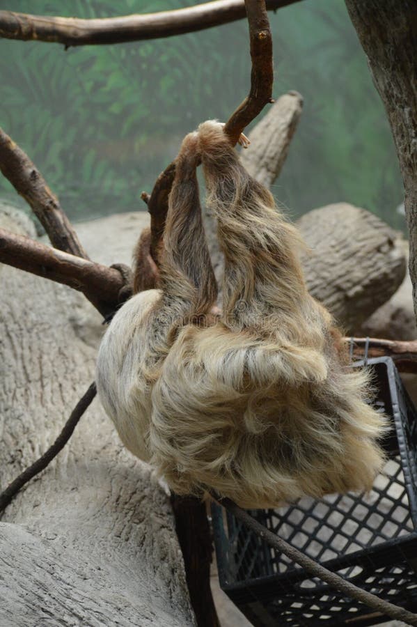 Sloth on the tree branch stock photo. Image of head - 127326262
