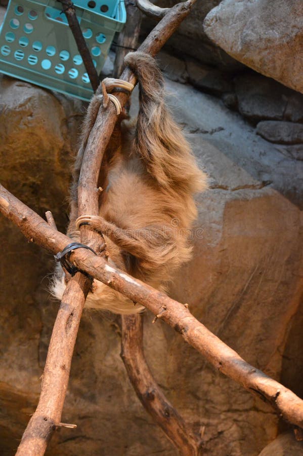 Sloth on the tree branch stock photo. Image of awake - 133494368