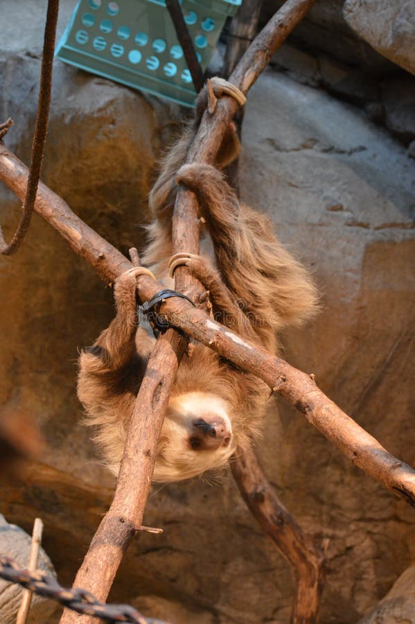 Sloth on a tree stock image. Image of toed, travel, rancho - 1464707