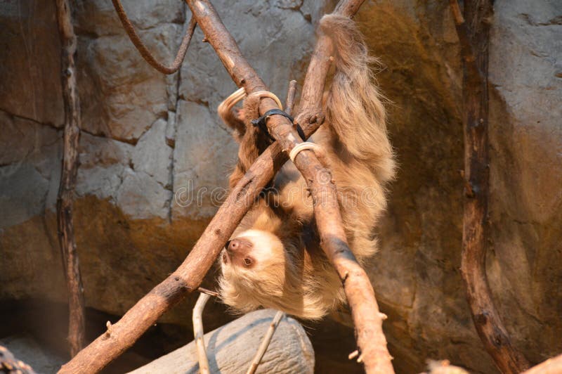Sloth on a tree stock image. Image of toed, travel, rancho - 1464707