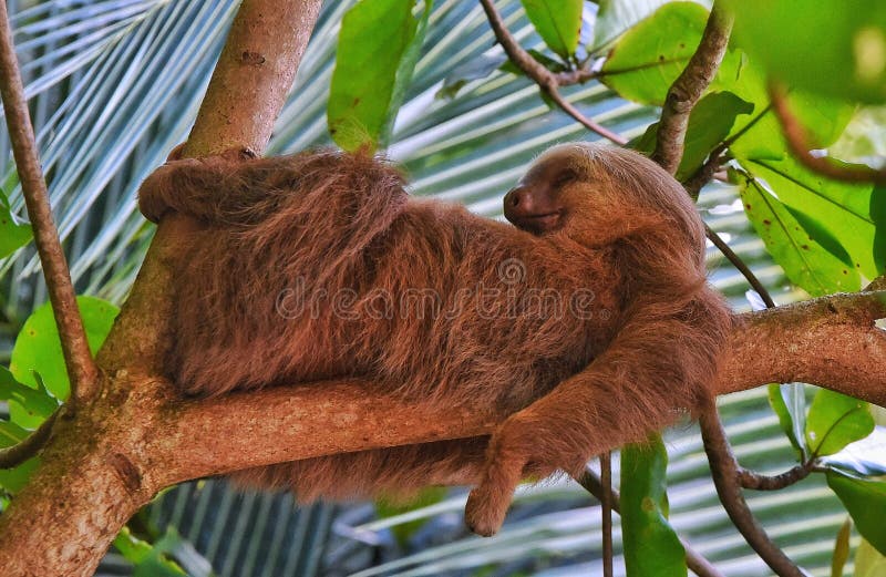 Sloth on a tree branch stock photo. Image of creature - 262373684