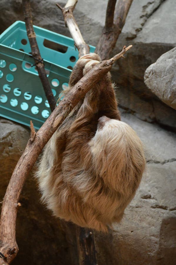Sloth on the tree branch stock photo. Image of crawling - 127330352