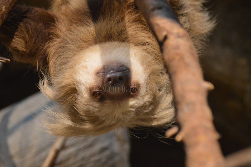 Sloth on the tree branch stock photo. Image of belly - 133496628